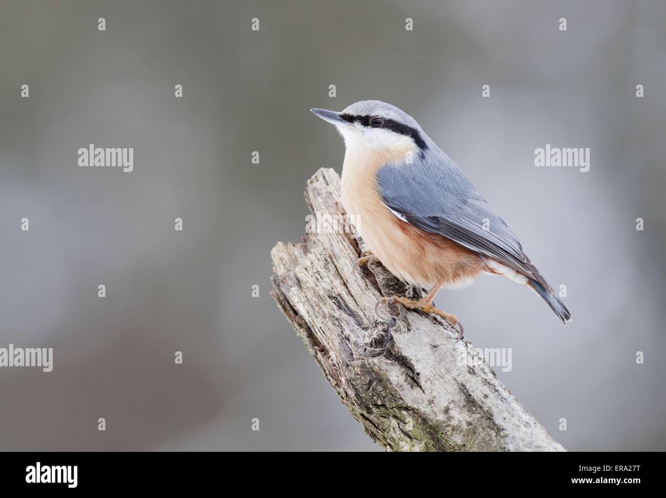 Nuthatch profile view hi-res stock photography and images - Alamy