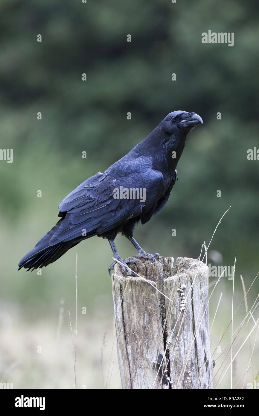Raven profile view hi-res stock photography and images - Alamy