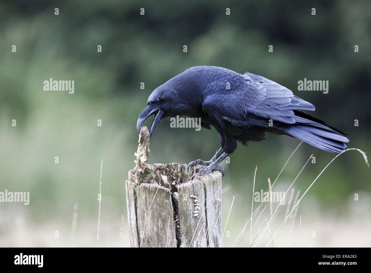 Common ravens hi-res stock photography and images - Alamy