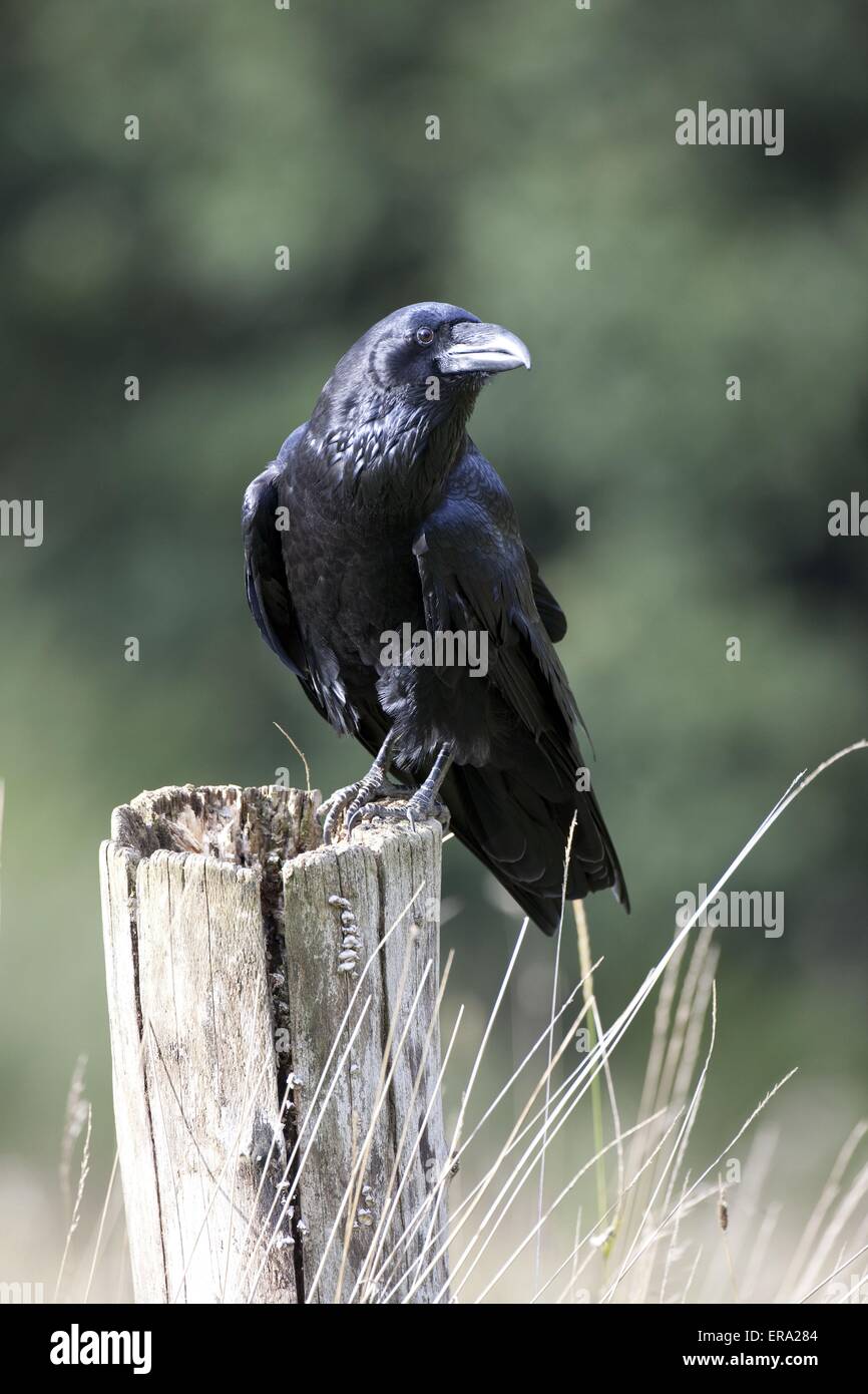 Raven size hi-res stock photography and images - Alamy