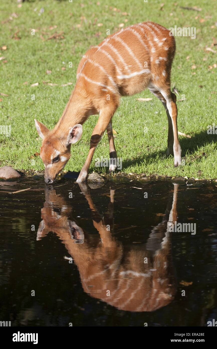 Sitatunga hi-res stock photography and images - Alamy