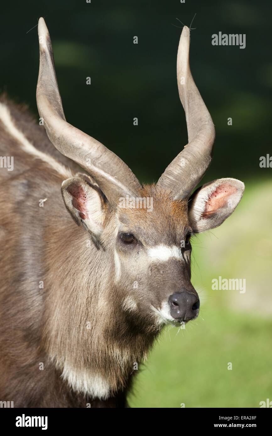 Sitatungas tragelaphus spekii hi-res stock photography and images - Alamy