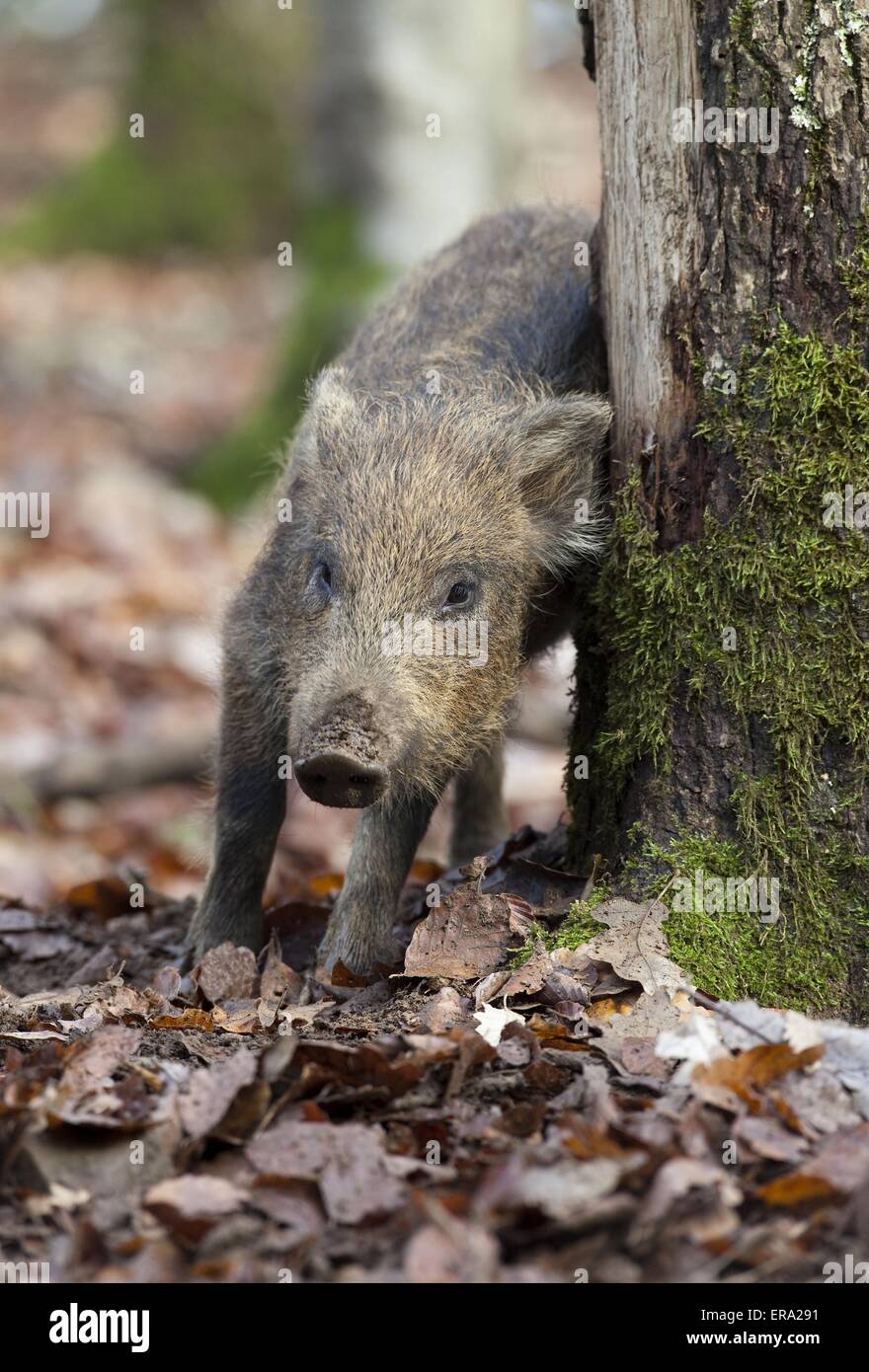 Wild boar sus scratching tree hi-res stock photography and images - Alamy