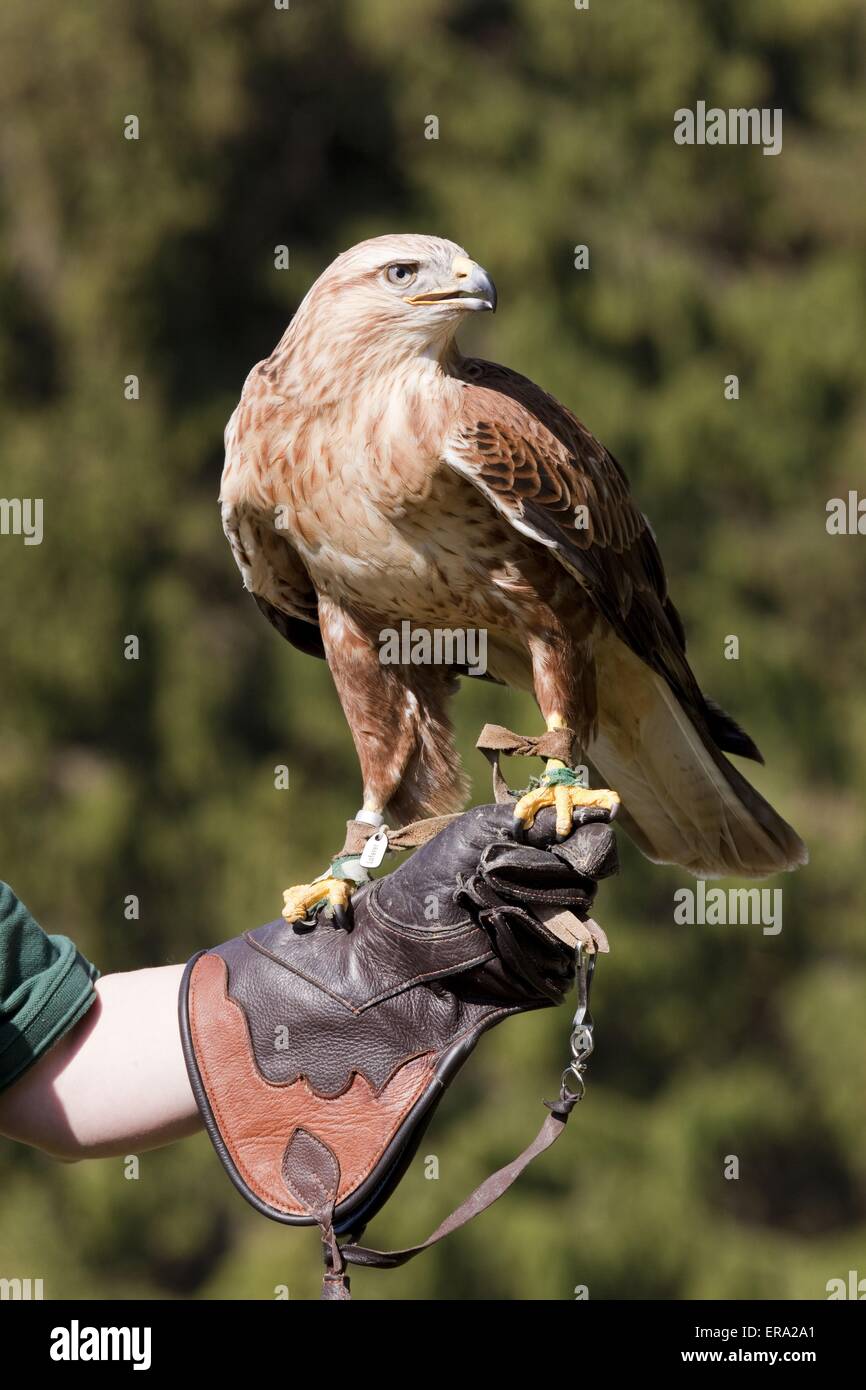 Long legged buzzards hi-res stock photography and images - Alamy