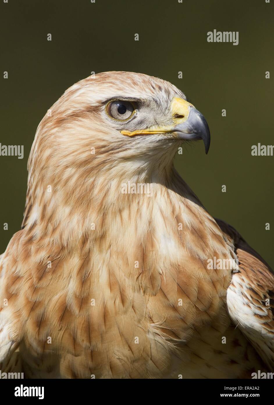 Long legged buzzards hi-res stock photography and images - Alamy