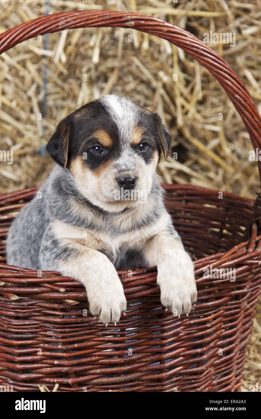 Australian cattle dog puppy hi-res stock photography and images - Alamy