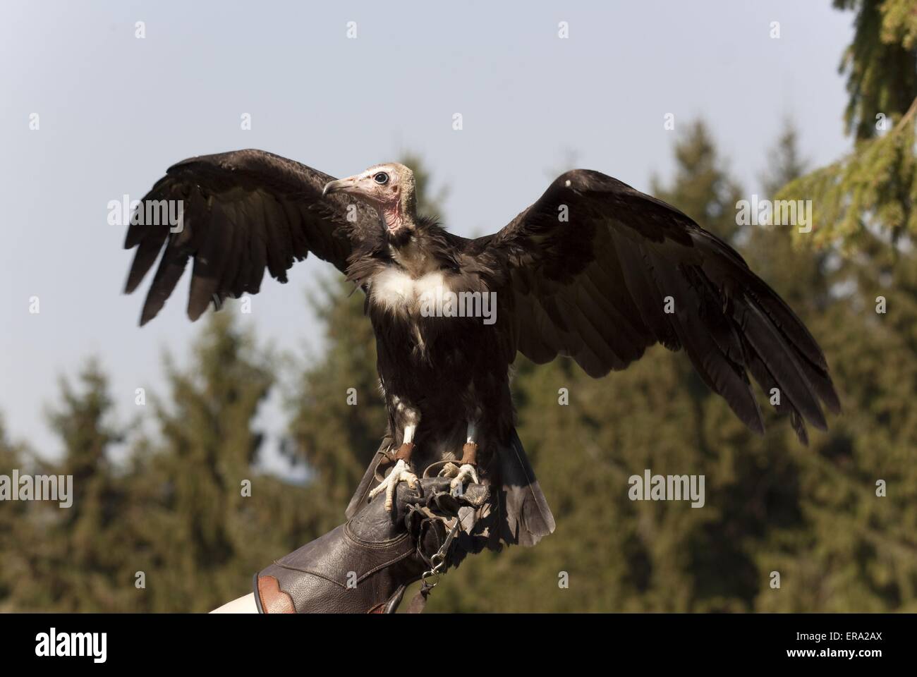Vulture behavior hi-res stock photography and images - Alamy