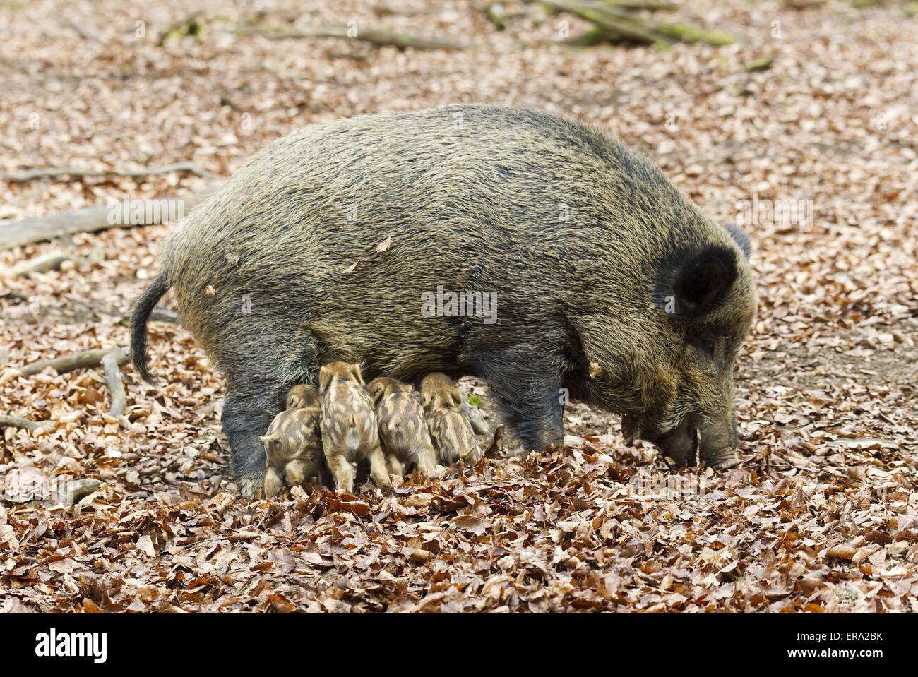Hogs back hi-res stock photography and images - Alamy