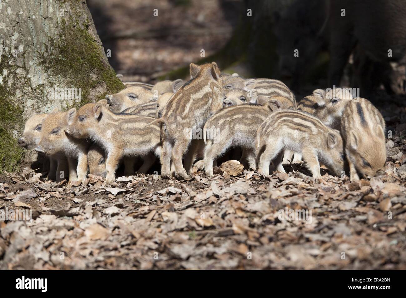 Wild boar piglets stand hi-res stock photography and images - Alamy