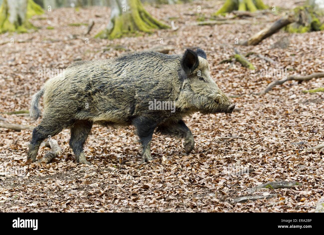 Male wild boars hi-res stock photography and images - Alamy