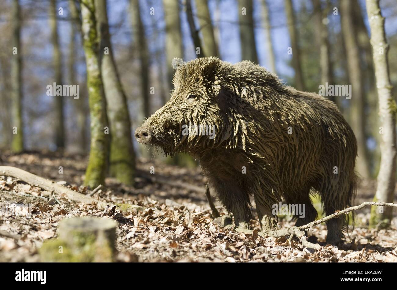Male wild boars hi-res stock photography and images - Alamy