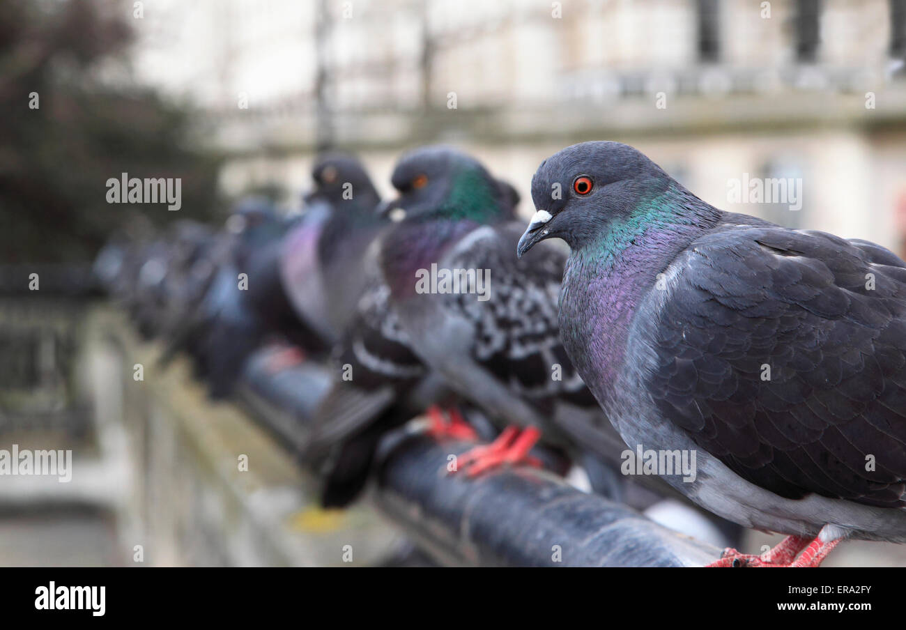 City pigeons , London, Europe Stock Photo - Alamy