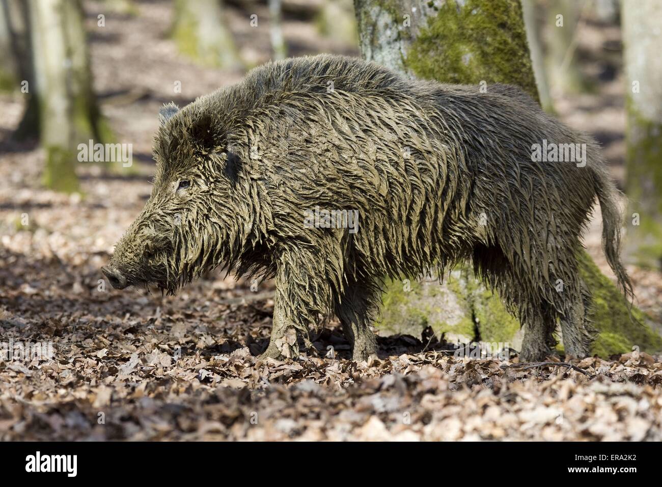 Male wild boars hi-res stock photography and images - Alamy