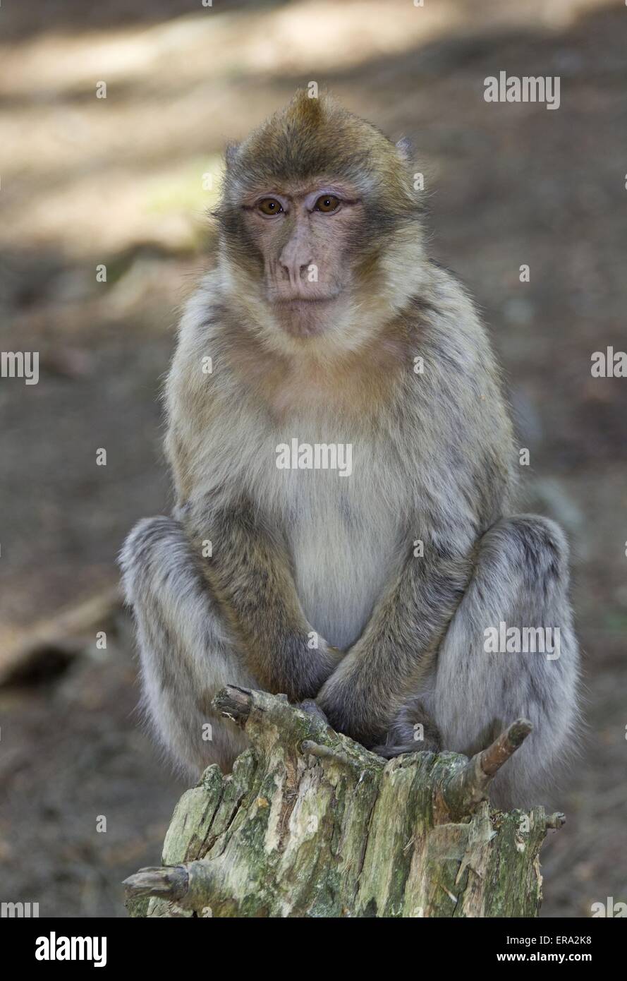 Adult magot hi-res stock photography and images - Alamy