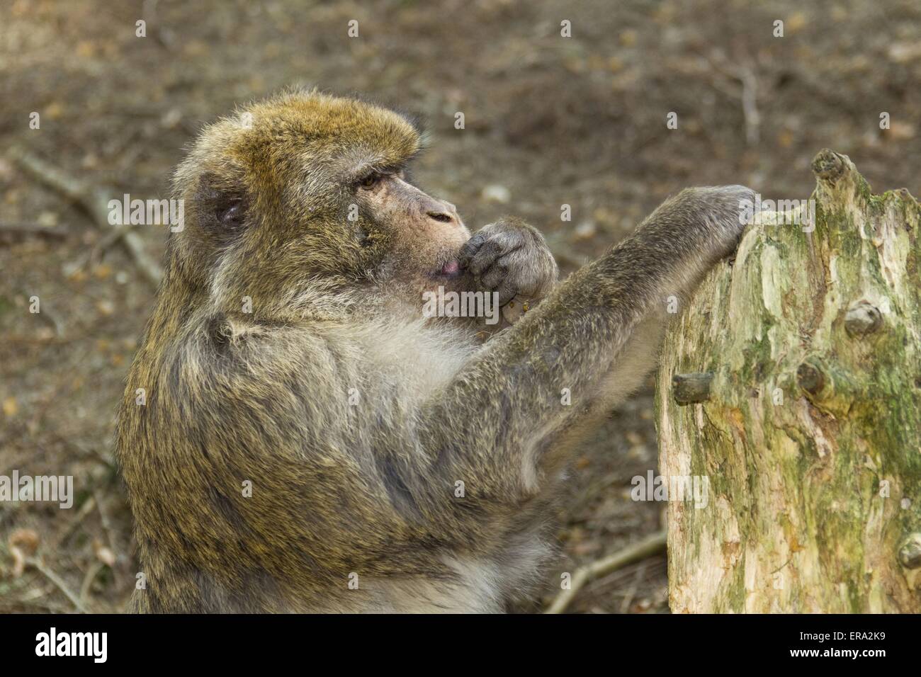 Adult magot hi-res stock photography and images - Alamy