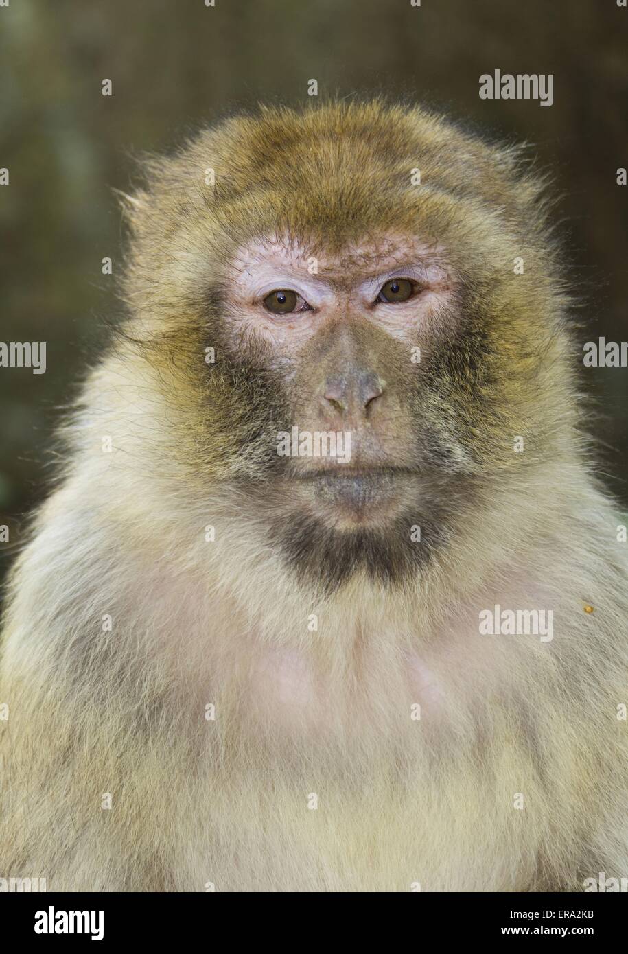 Adult magot hi-res stock photography and images - Alamy
