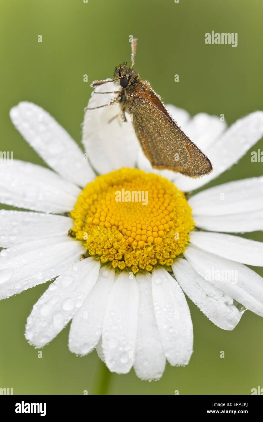 Lateral view of skipper butterfly hi-res stock photography and images ...