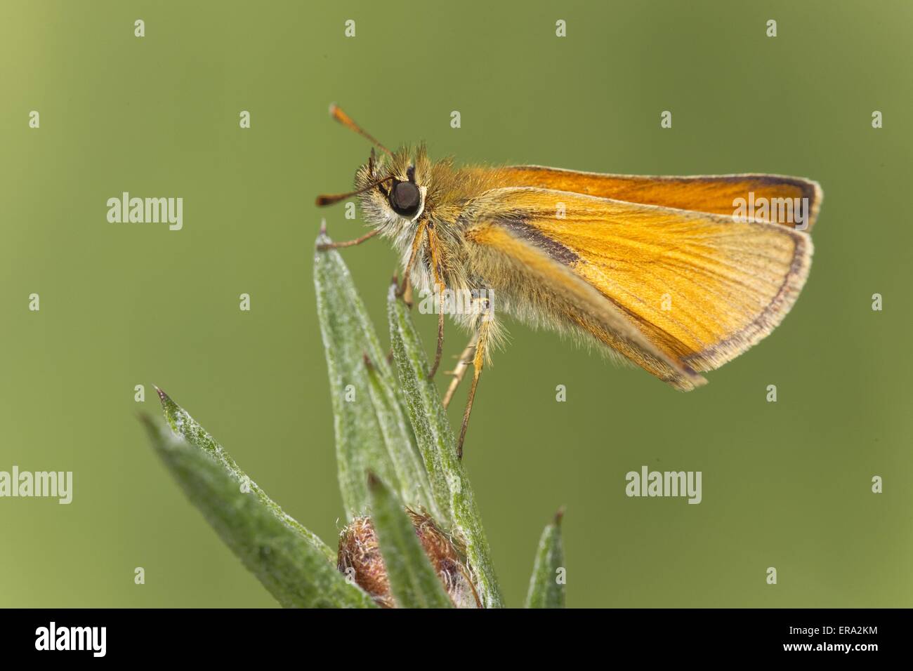 Lateral view of skipper butterfly hi-res stock photography and images ...