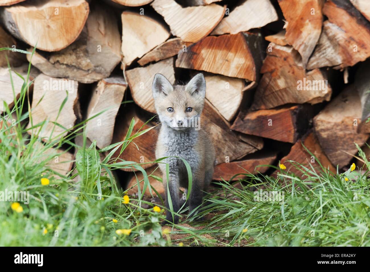 Log piles for wildlife hi-res stock photography and images - Alamy
