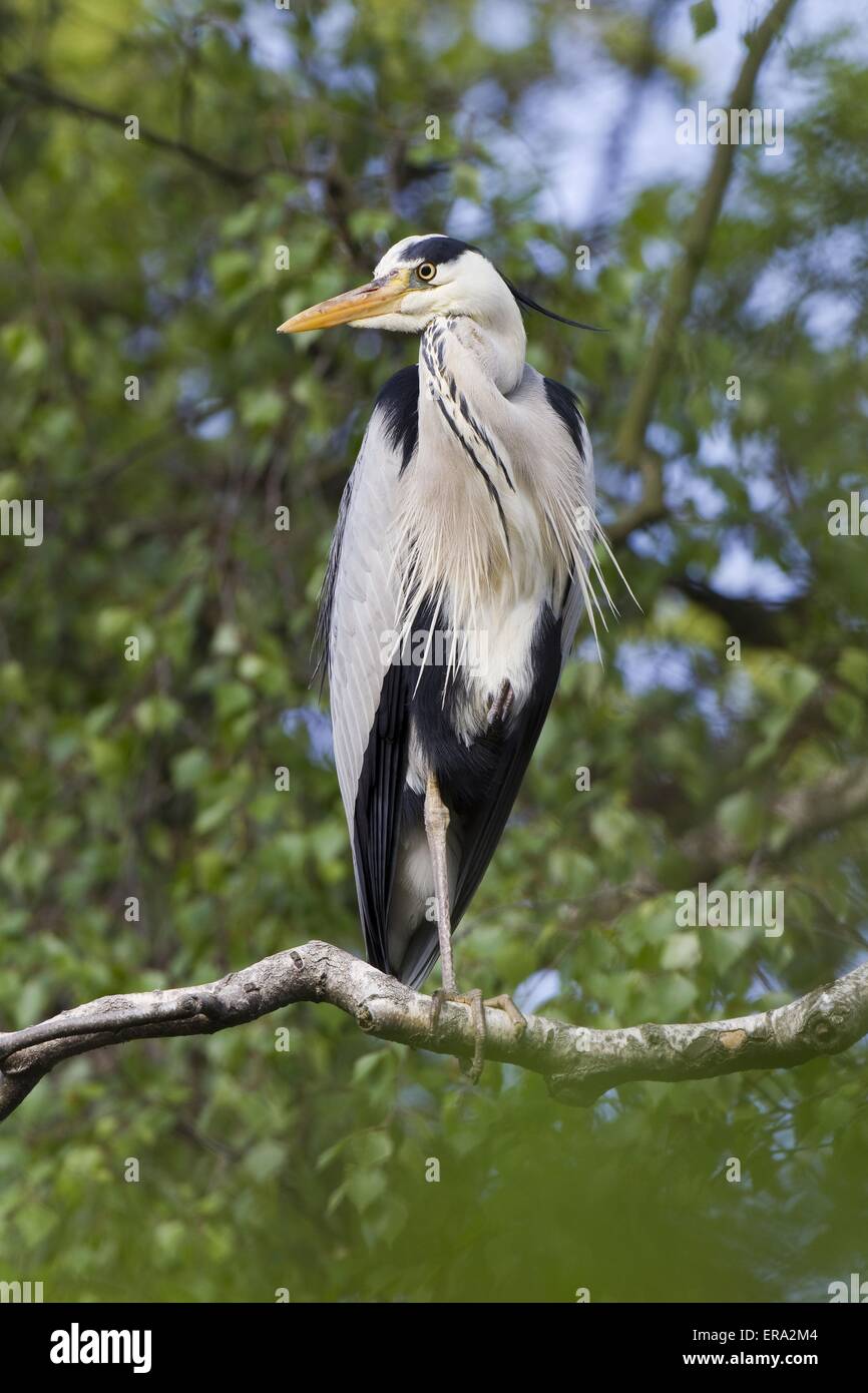 Grey heron hi-res stock photography and images - Alamy