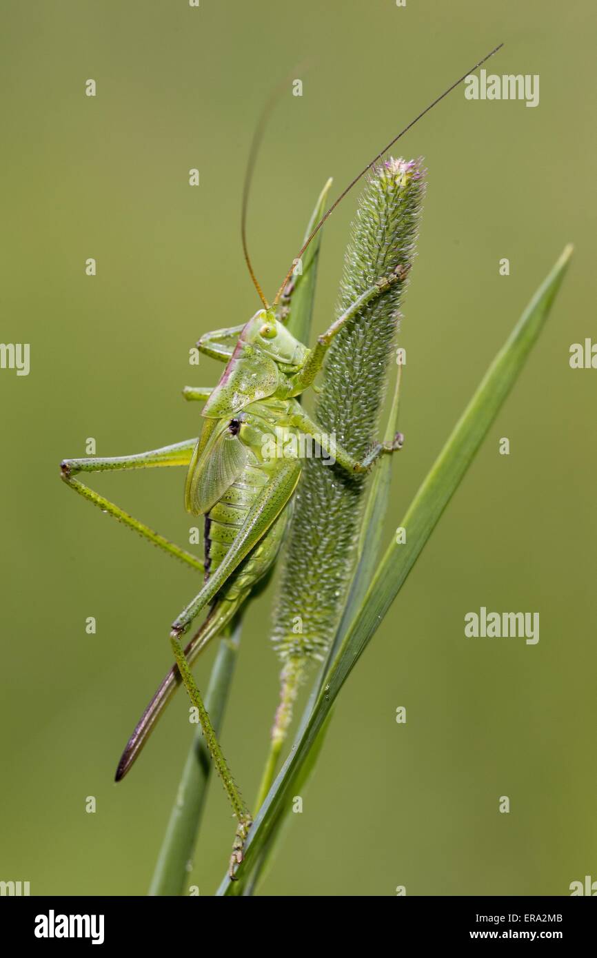Cricket side view hi-res stock photography and images - Alamy