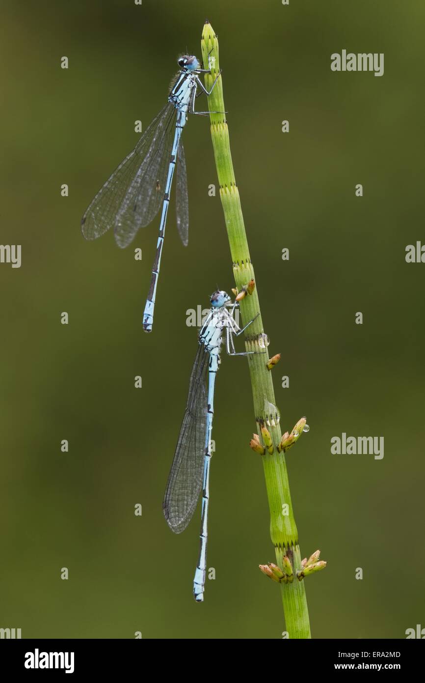 Adult damselflies hi-res stock photography and images - Alamy