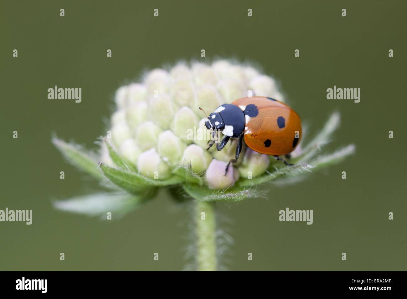 The ladybird the ladybird hi-res stock photography and images - Alamy