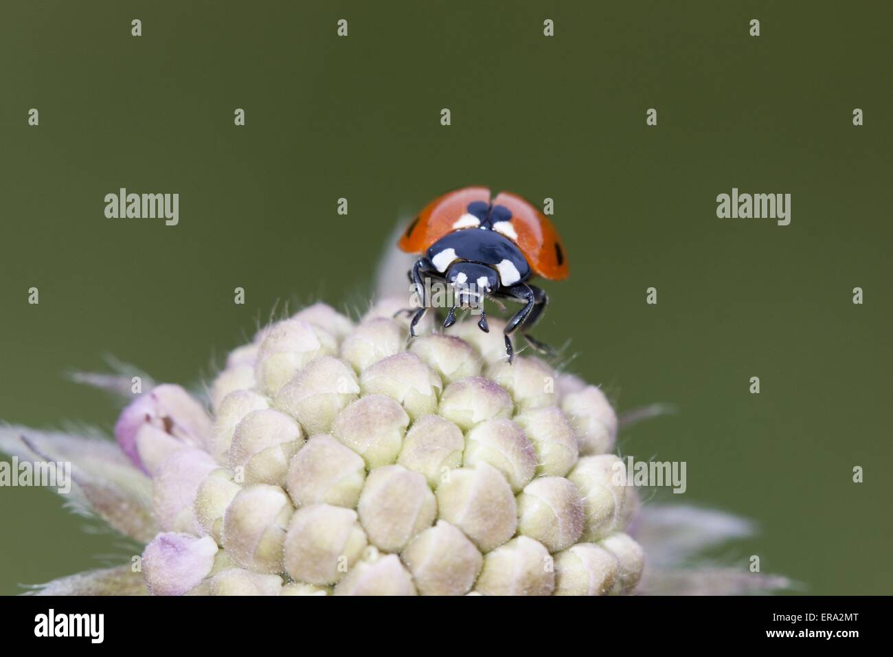Ladybird Camera High Resolution Stock Photography and Images - Alamy