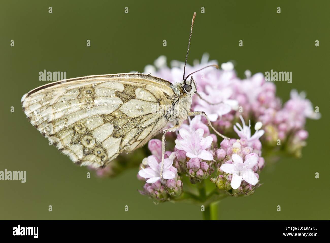 marbled white butterfly Stock Photo - Alamy