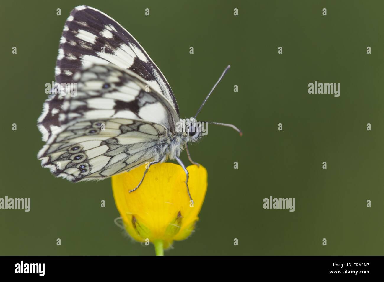 marbled white butterfly Stock Photo - Alamy