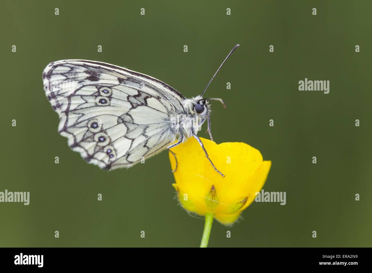 marbled white butterfly Stock Photo - Alamy
