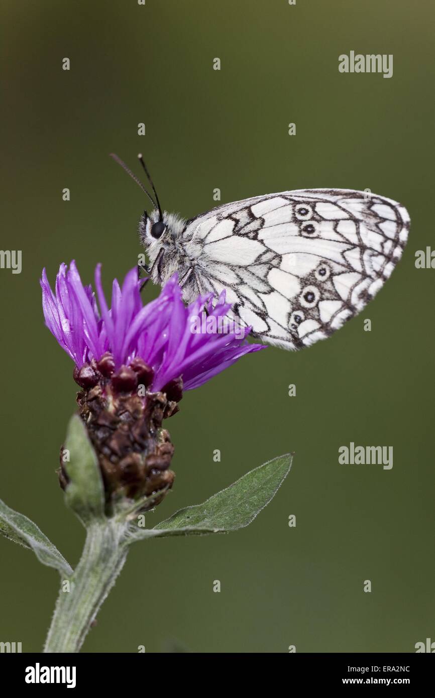 marbled white butterfly Stock Photo - Alamy