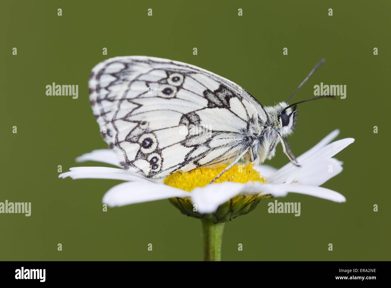 marbled white butterfly Stock Photo - Alamy