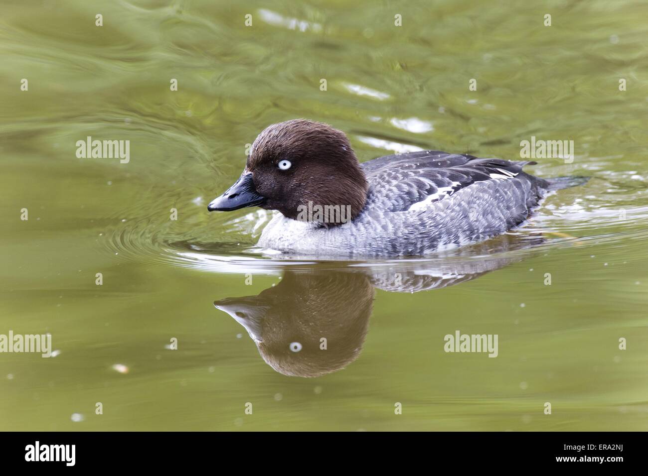 common goldeneye duck Stock Photo - Alamy