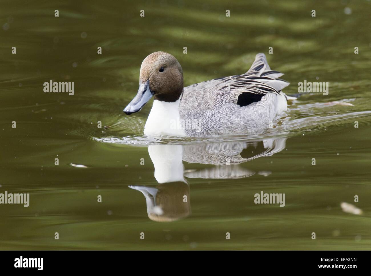 Drake northern pintails hi-res stock photography and images - Alamy