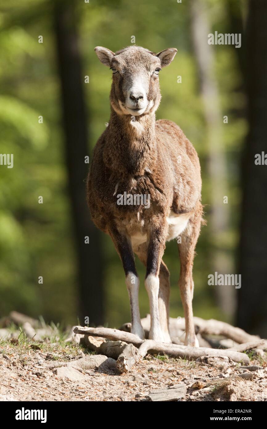 Wild sheep hi-res stock photography and images - Alamy