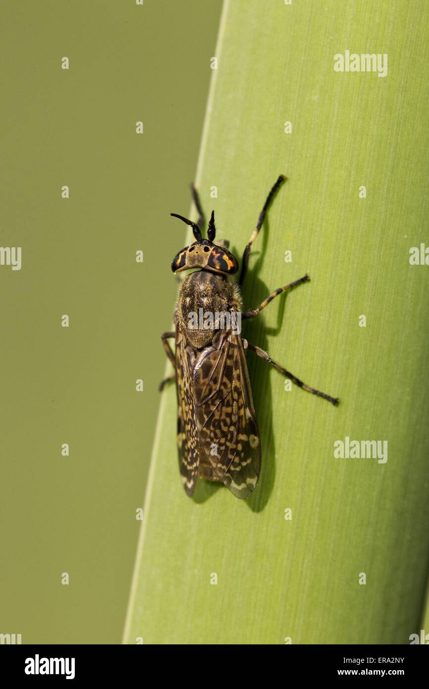 Adult horseflies hi-res stock photography and images - Alamy