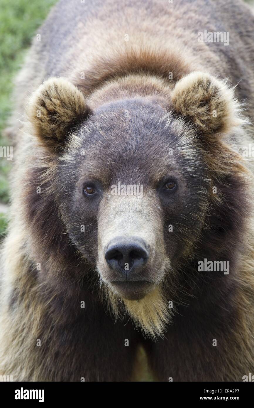 Siberian bear hi-res stock photography and images - Alamy
