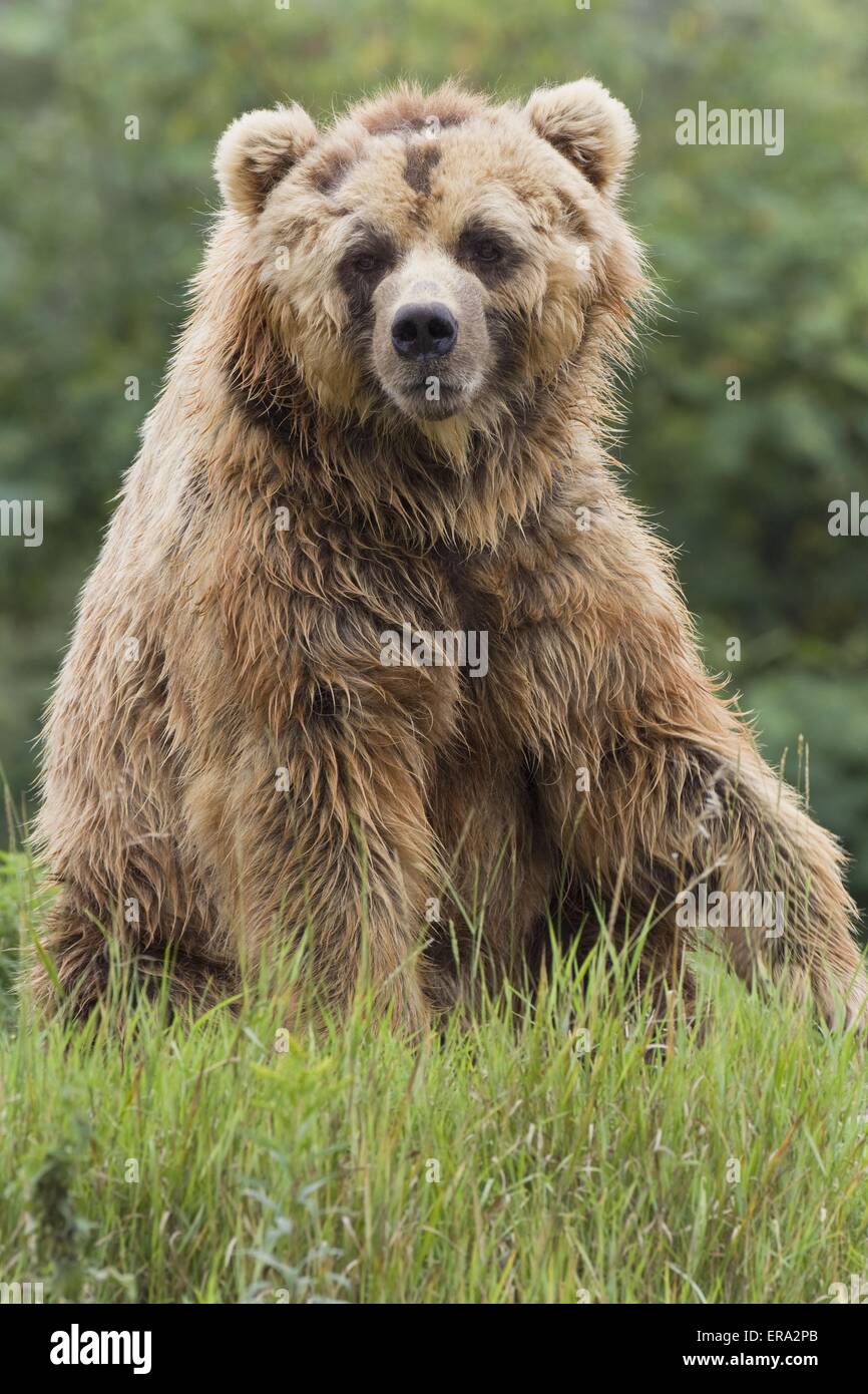 Kodiak bear kodiak brown bear hi-res stock photography and images - Alamy