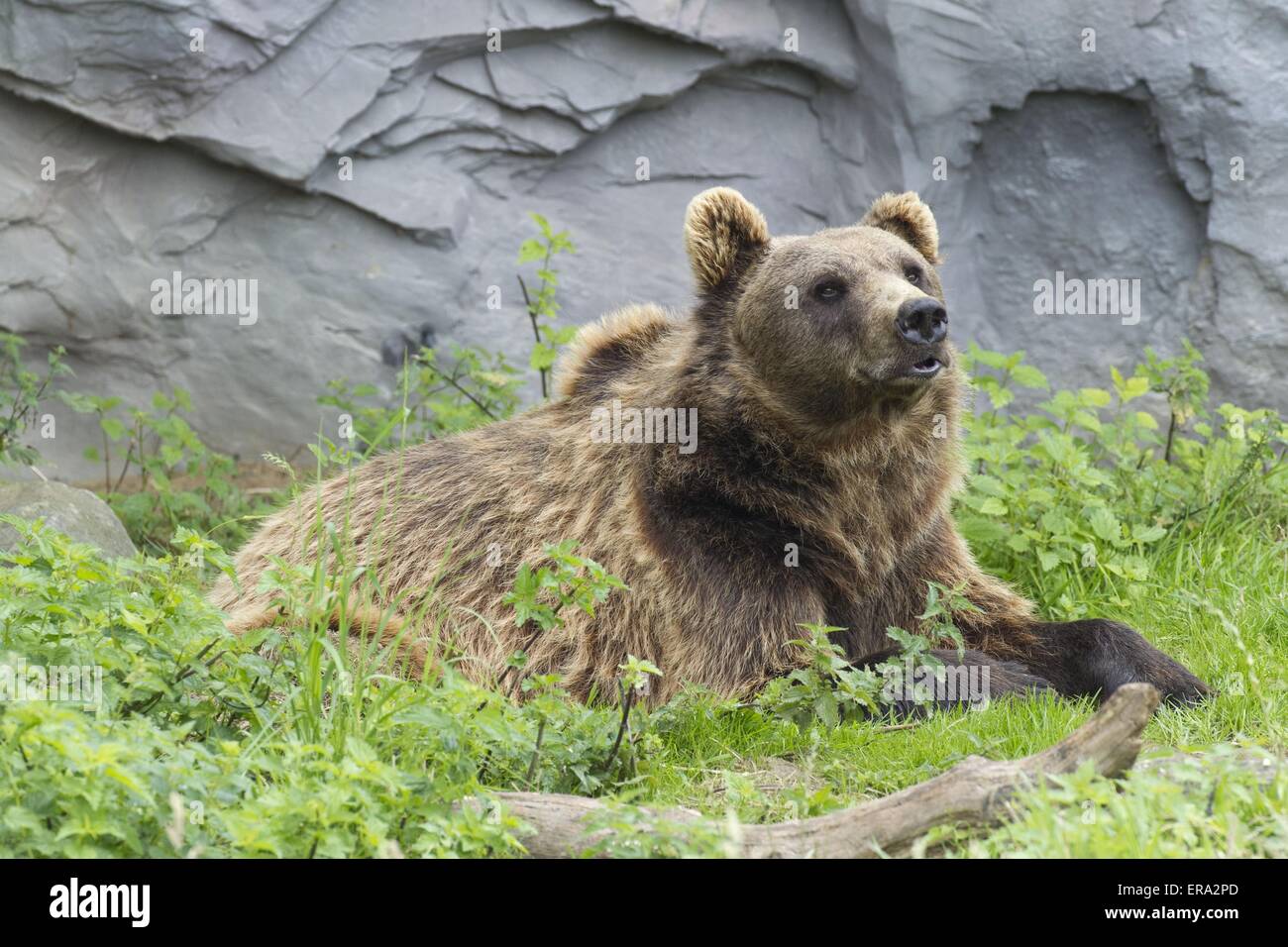 Kodiak bear kodiak brown bear hi-res stock photography and images - Alamy