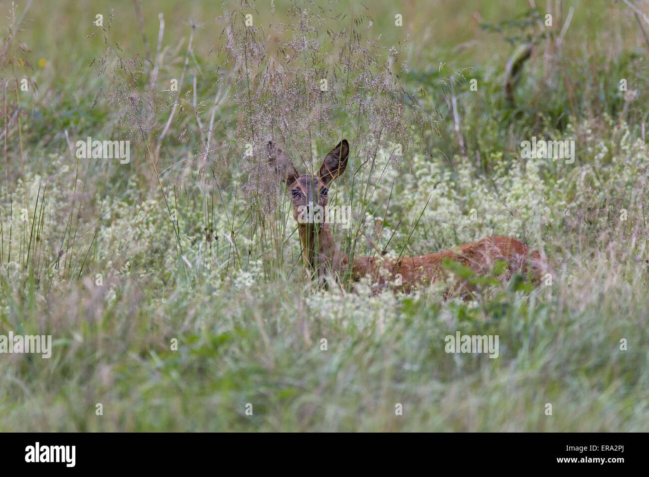 Roe deer capreolus stands hi-res stock photography and images - Alamy