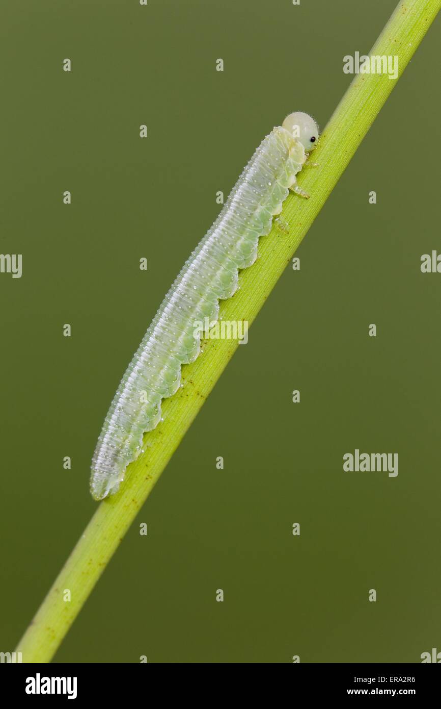 Butterfly larvas hi-res stock photography and images - Alamy