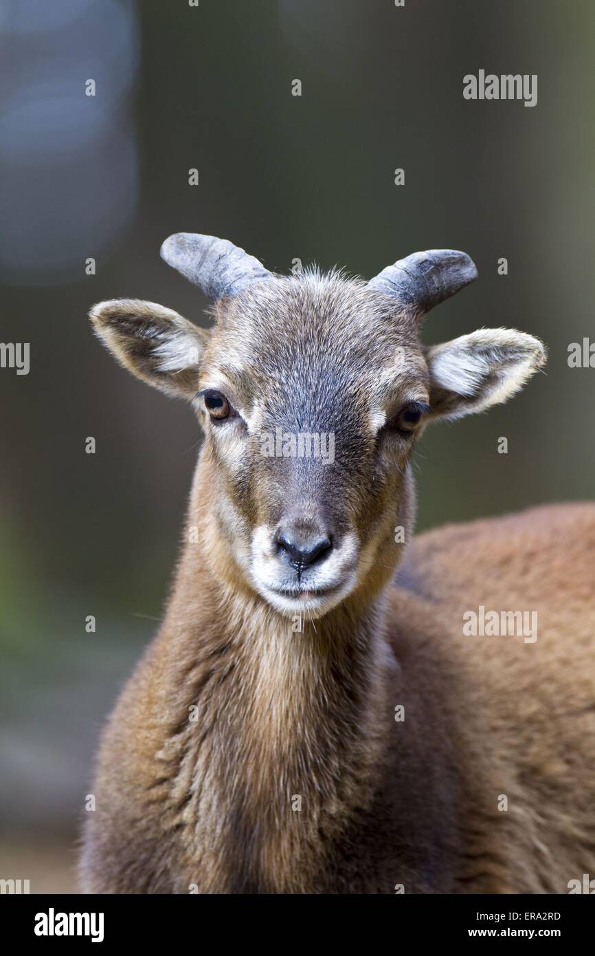 Wild sheep hi-res stock photography and images - Alamy