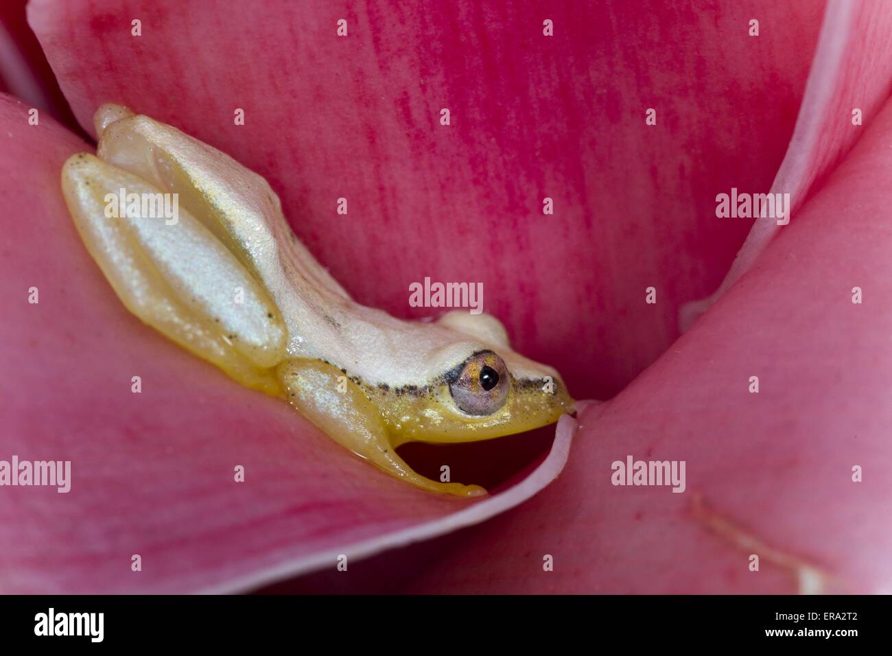 Madagascar Reed Frog Stock Photo - Alamy