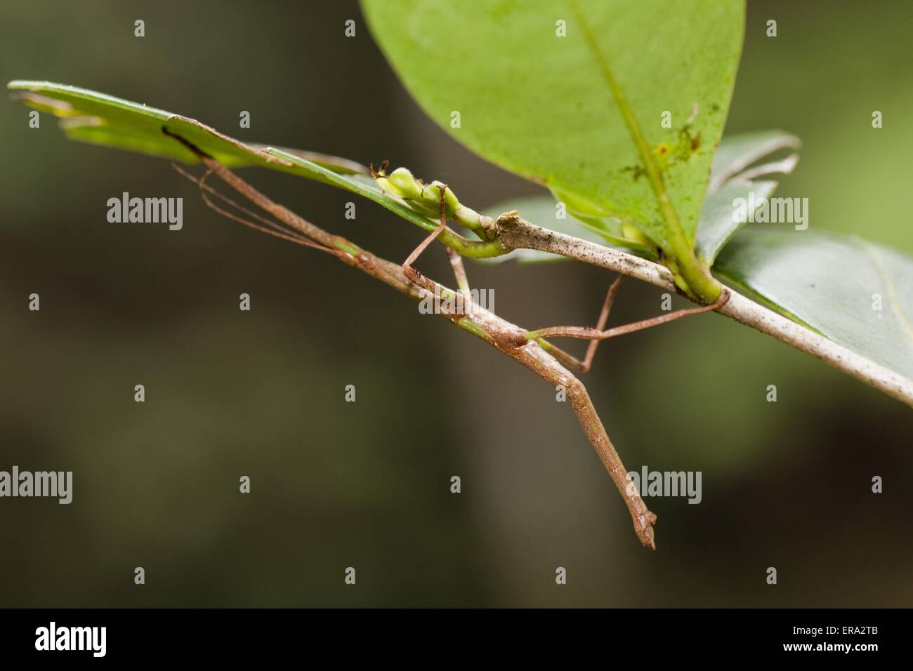 ghost insect Stock Photo - Alamy