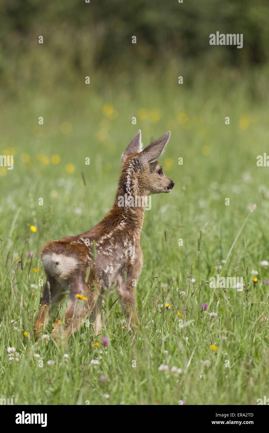 Fawn meadows hi-res stock photography and images - Alamy