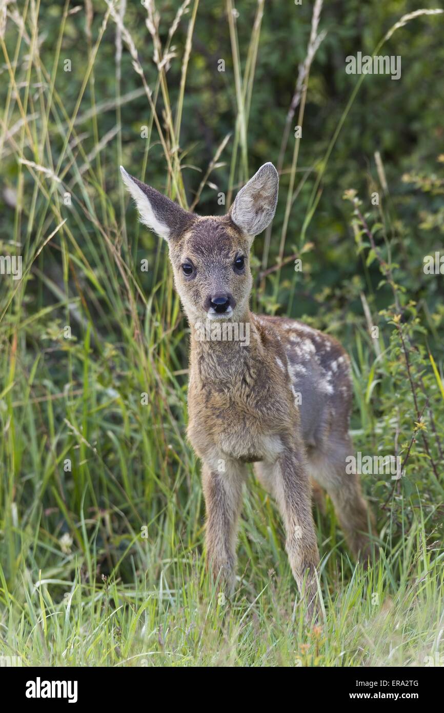 Fawn eye hi-res stock photography and images - Alamy