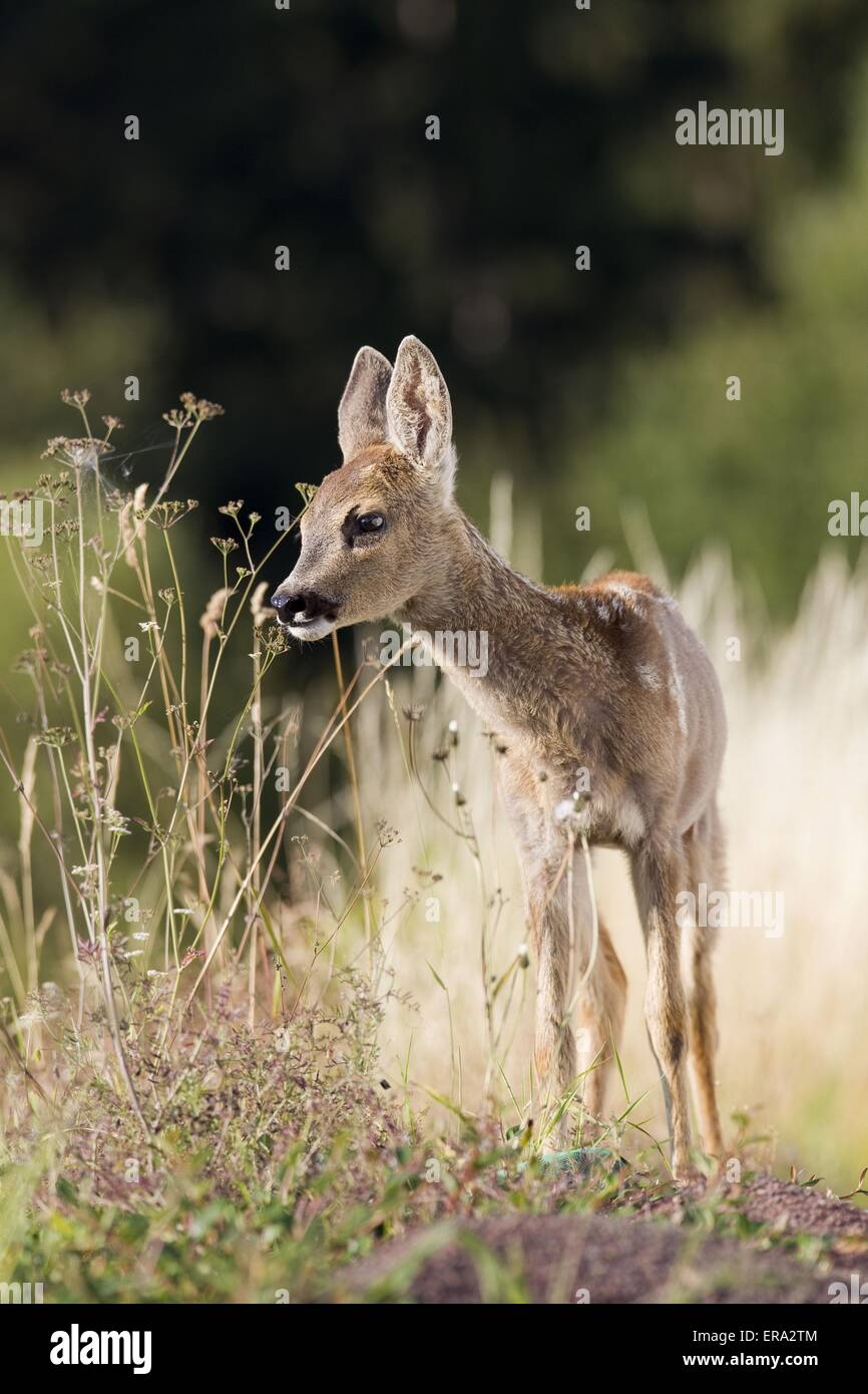 young roe deer Stock Photo - Alamy