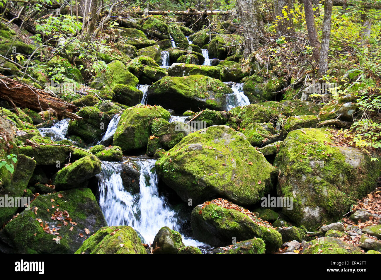 Forest landscape - dense forest and cold mountain stream Stock Photo ...
