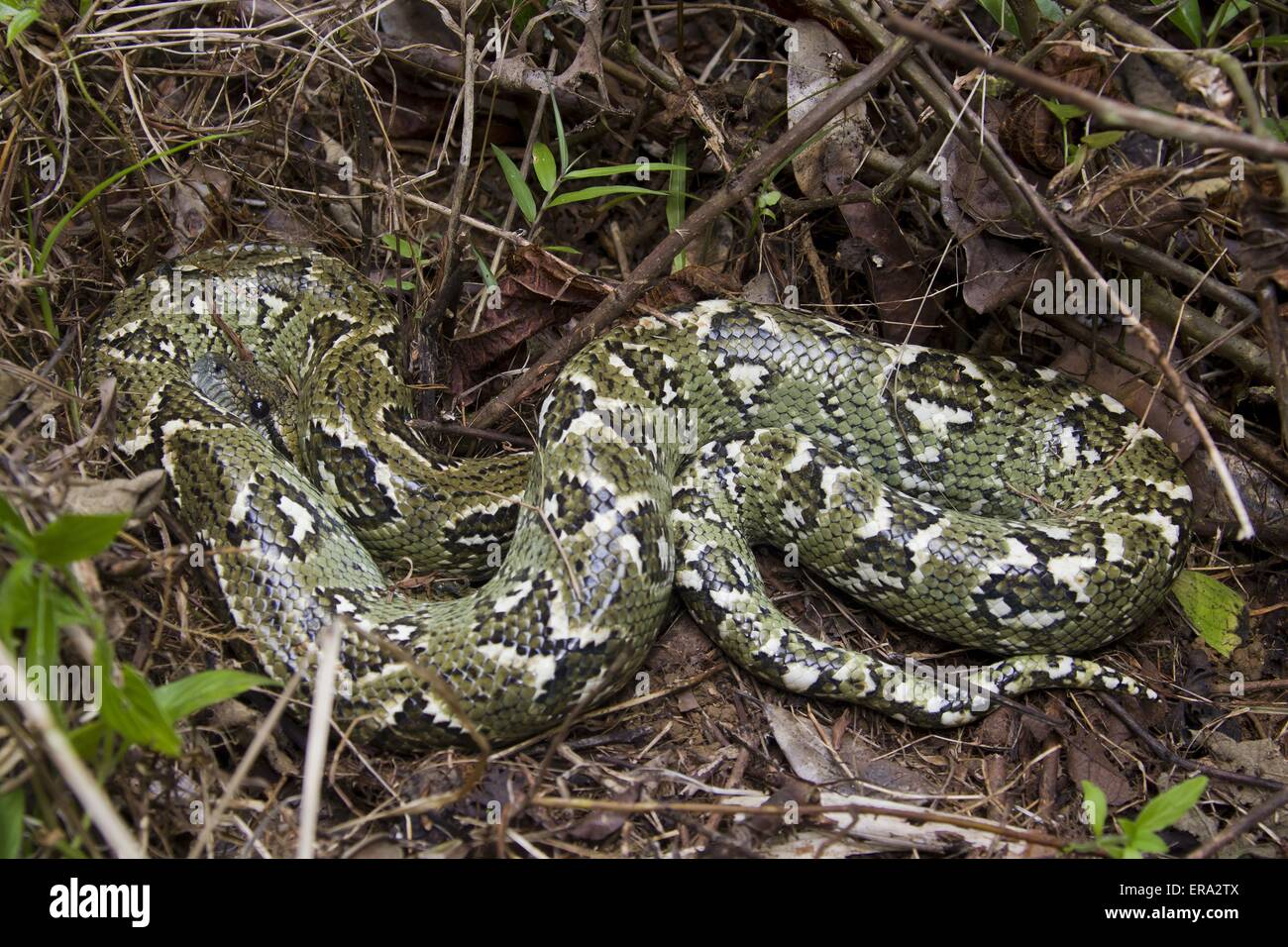 Boa serpents hi-res stock photography and images - Alamy